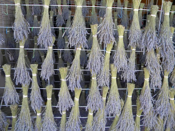 Eat, Drink, Plant Lavender – A Bountiful Heritage